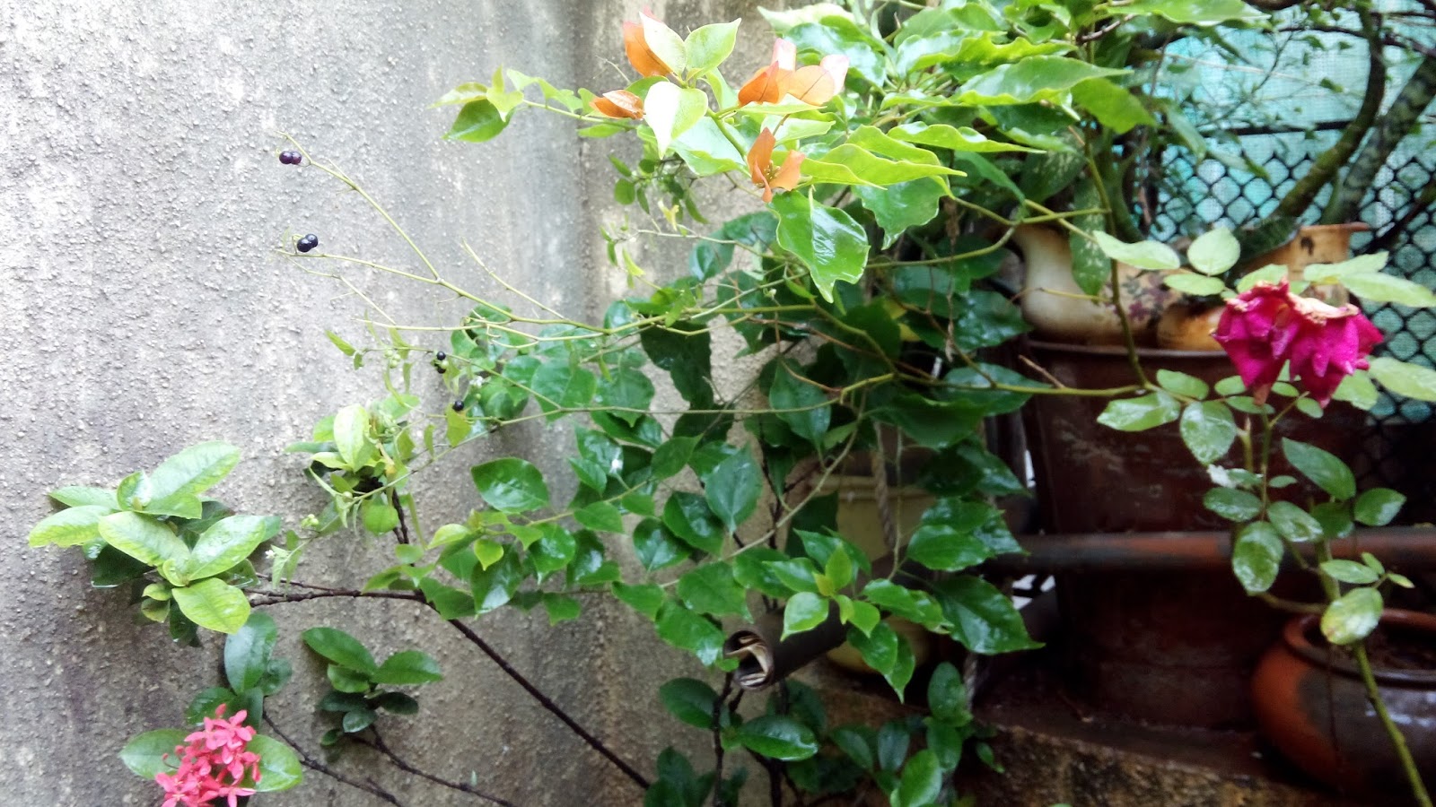 Garden Care Simplified: Piper Nigrum Black peppers close up of black ...