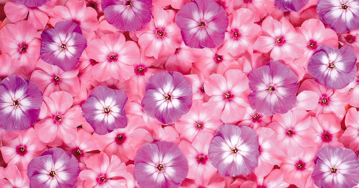 Bloemen Wallpapers | HD Wallpapers
