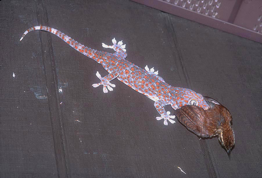 Tokay Gecko - Gekko gecko - Carnivora