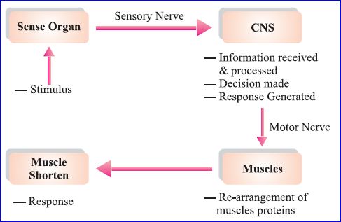 Online Notes on Chapter=7 (Control and Coordination) Part 1 ...