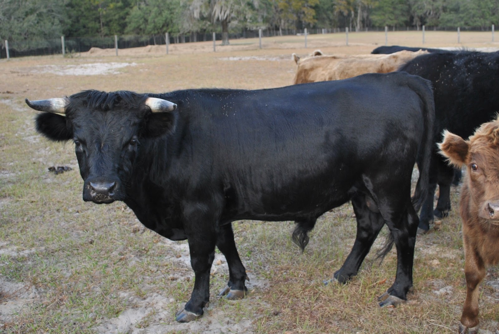 Moonlit Oaks Ranch Blog: Incredi-Bull