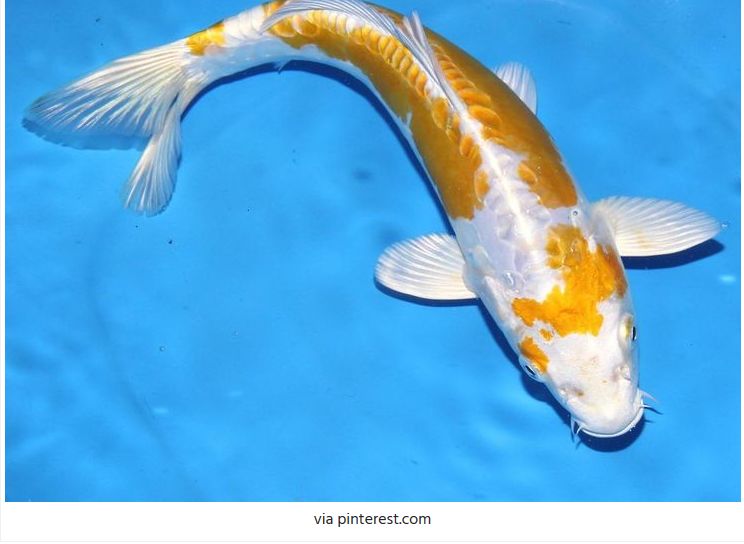 Jenis-Jenis Ikan Koi Dan Gambarnya - cara ternak ikan