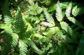 Khasiat Tumbuhan Paku Simpai Untuk Kesehatan Tubuh