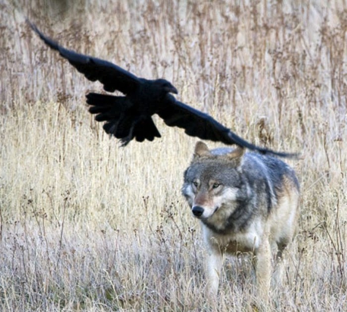 The Wolf and Ravens: The Wolf and Ravens