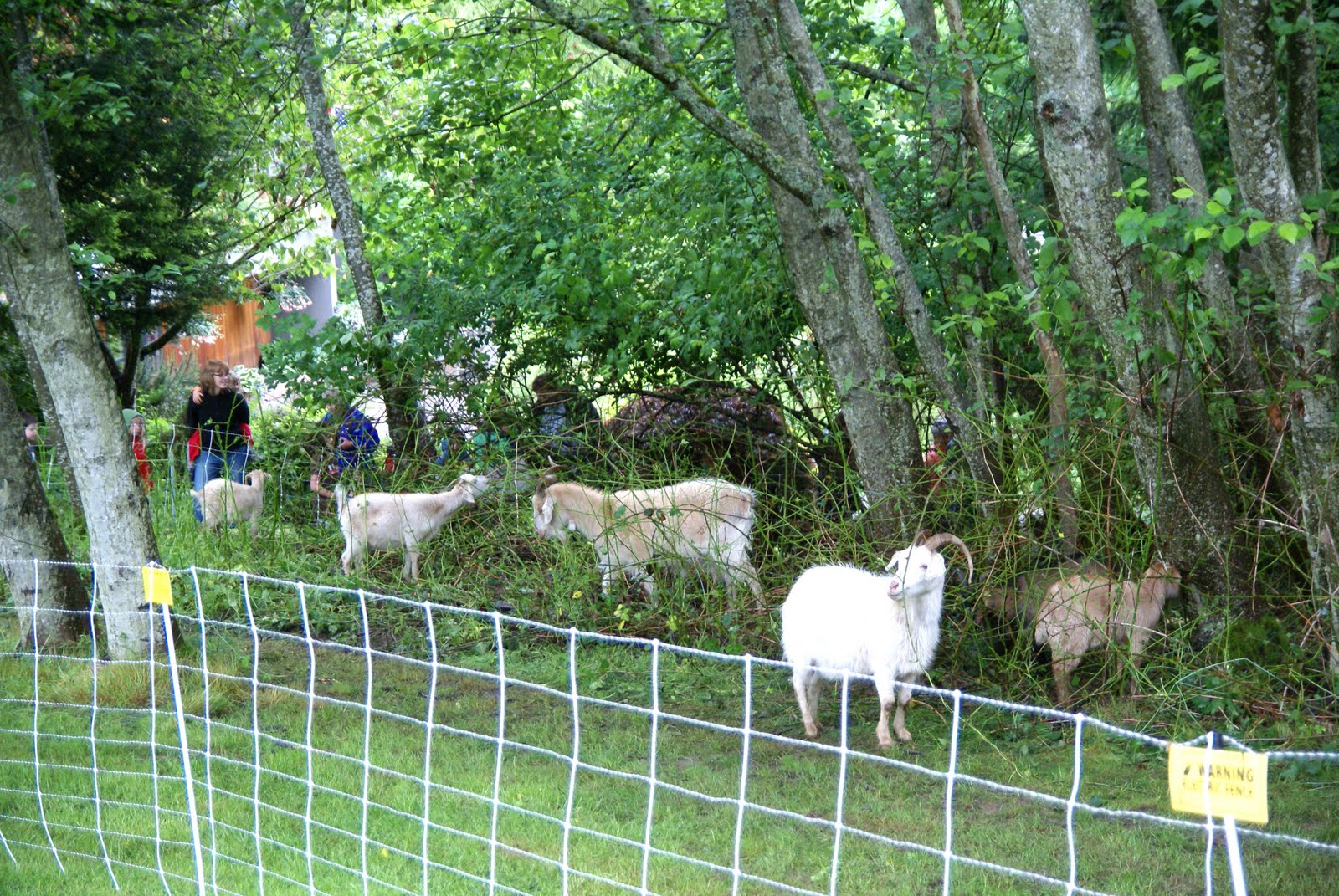 Shoreline Area News: Goat Days in Lake Forest Park, June 18-22