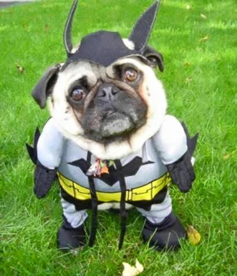 Kumpulan gambar anjing imut dan lucu hasil dari kreatifitas orang-orang ...