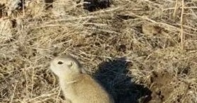 Northcentral Montana MSU Extension: Get ready...the ground squirrels ...