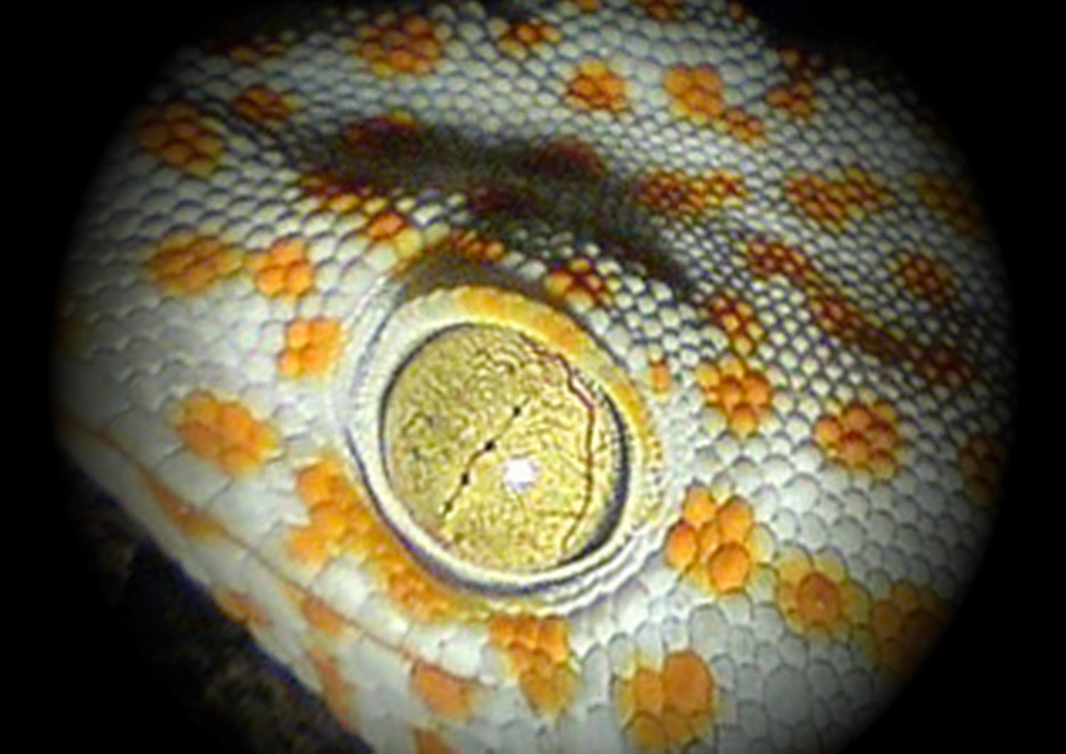 Ini Alasan Tokek Harganya Mahal, Mau Tau Rahasianya? ~ One web id