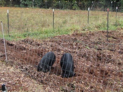 5 Acres & A Dream: Pigs and Goats in the Garden