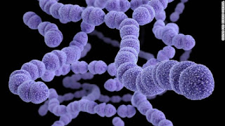 Streptococcus Mutans ~ DUNIA FARMASI