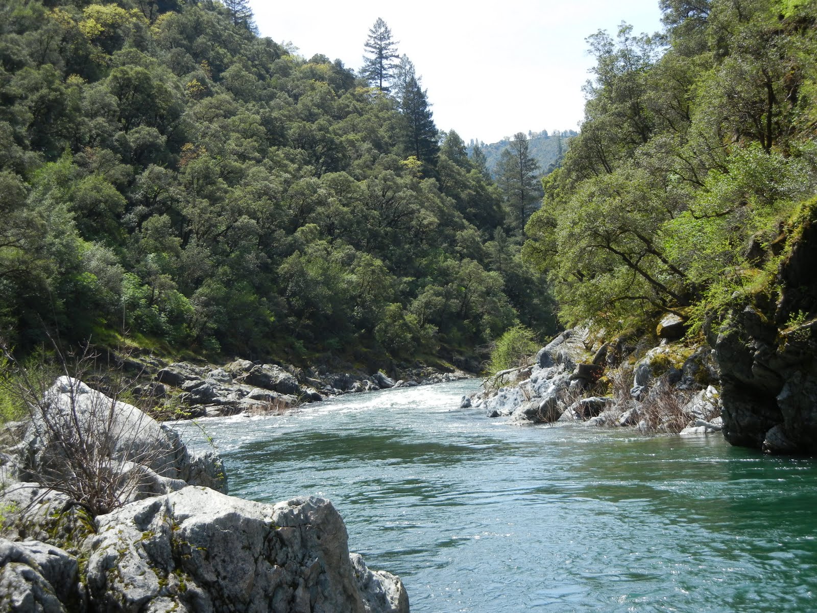 Peachy Hiker: Windy Point Wildflowers
