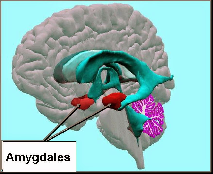 Natalia Levis-Fox and Fast Solutions: Neuroscience: Trust ...