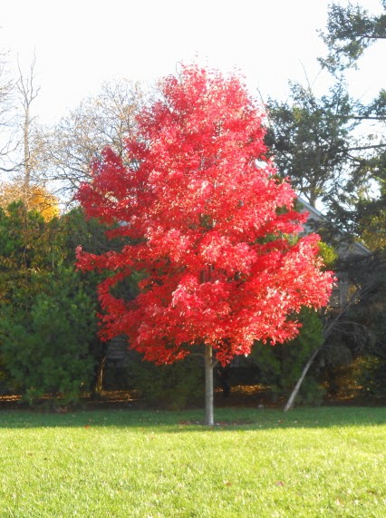 Pennsylvania & Beyond Travel Blog: Late Fall Foliage in Central ... Pennsylvania & Beyond Travel Blog: Late Fall Foliage in Central ...