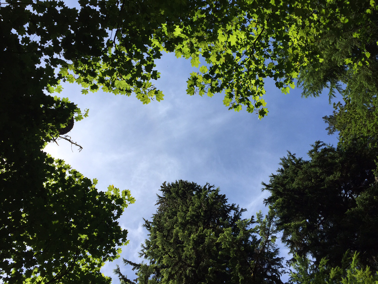 The Closet Hippo: Camping at Yellow Bottom on Quartzville Creek