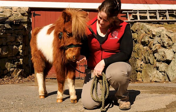 White Wolf : More Than 30 Miniature Horses Rescued from Massachusetts Farm