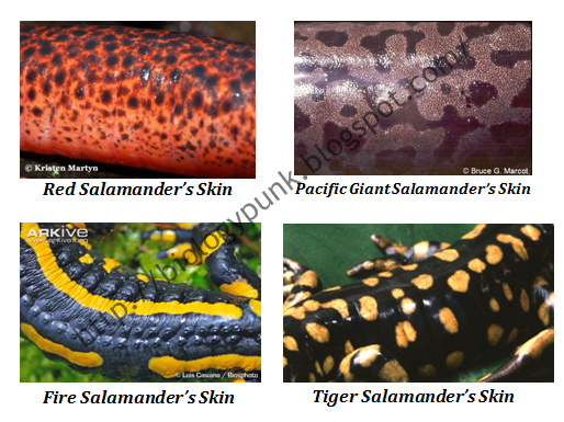 Punk Biology Student Blog: Salamander (Caudata)