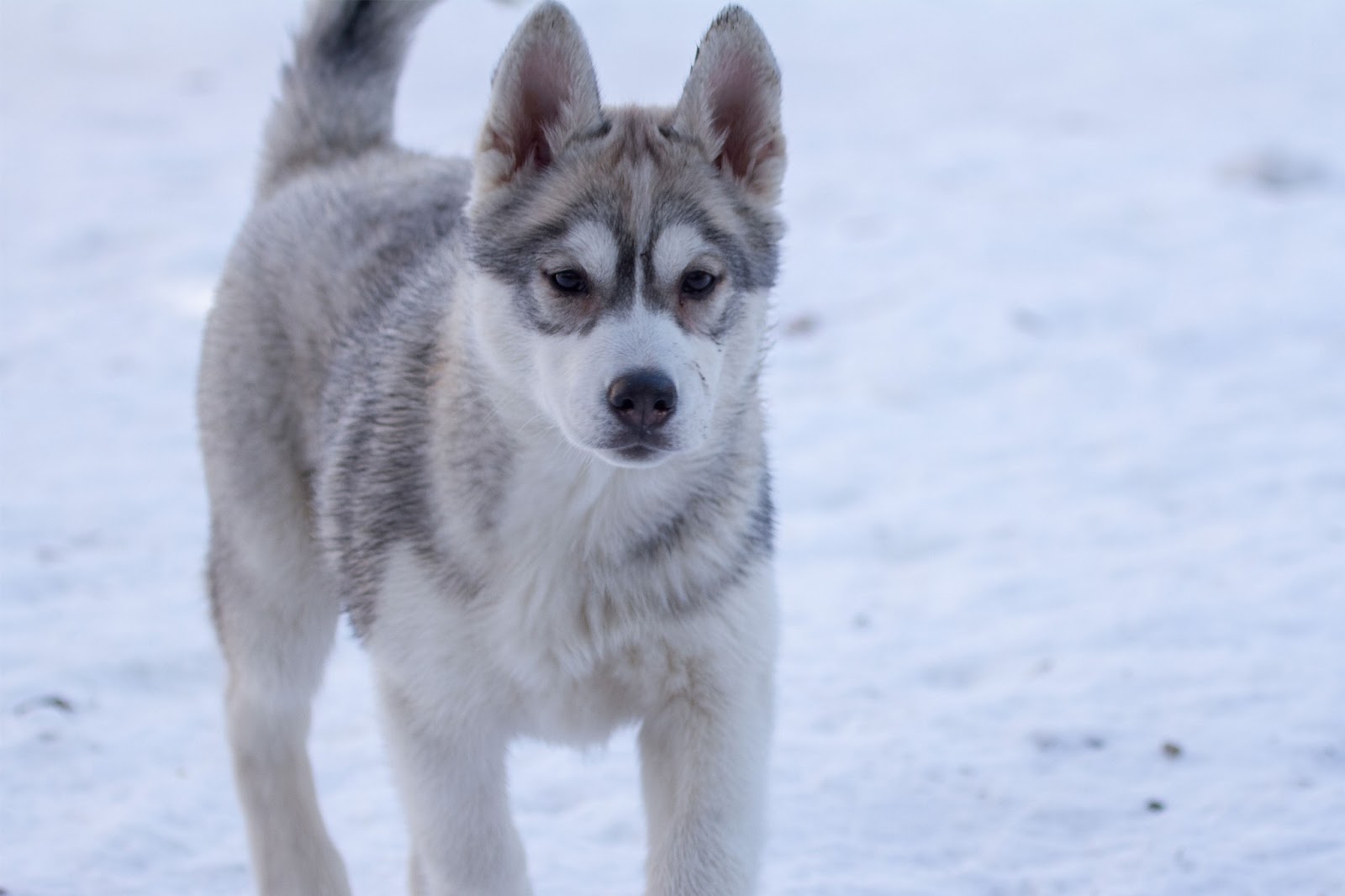 Siberian Husky High Definition