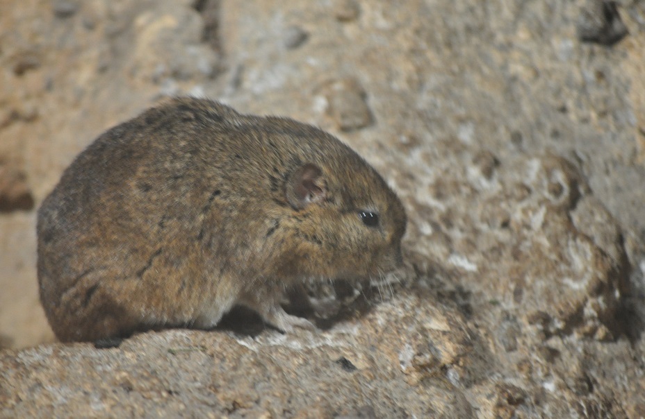 ZOOTOGRAFIANDO (6.100 ANIMALS): LEMMING DE PANTANO NORTEÑO / NORTHERN ...