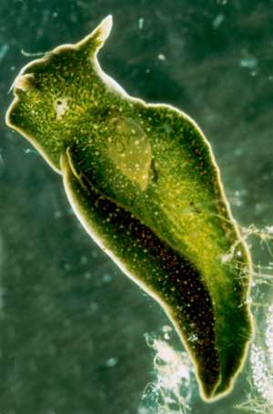 Botany Professor: Plants and animals and kleptoplasts – oh my!