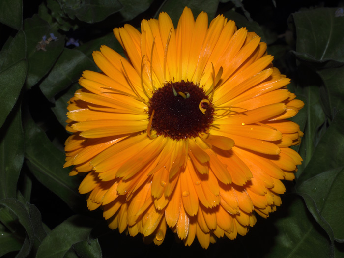 El Jardín Sucronense: Ya está aquí 2014