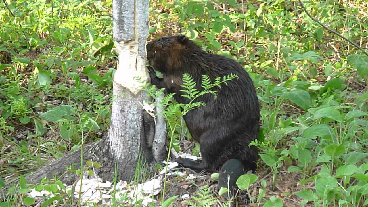Kako živi divljač / How to live wild animals: Dabar (Castor fiber)