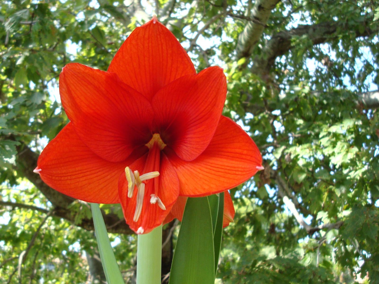 Amaryllis | World Of Flowers