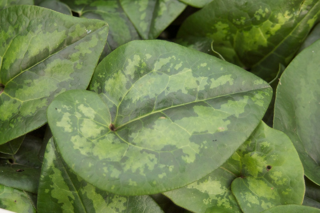 Wild Ginger Farm News Blog: ‘Ling Ling’ Panda Face Ginger