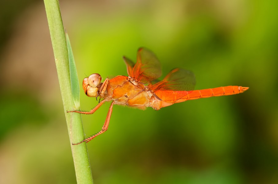 School Of Digital Photography: How to Make a DIY Ring Flash Video Tutorial