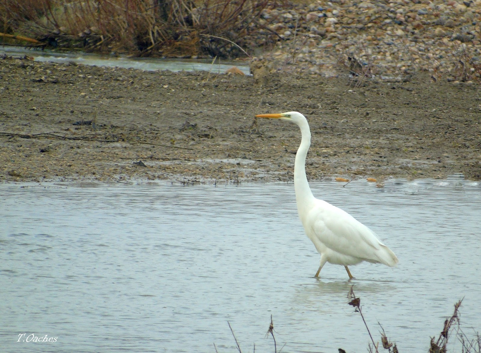 PASARI DIN ROMANIA: EGRETA MARE, Ardea alba