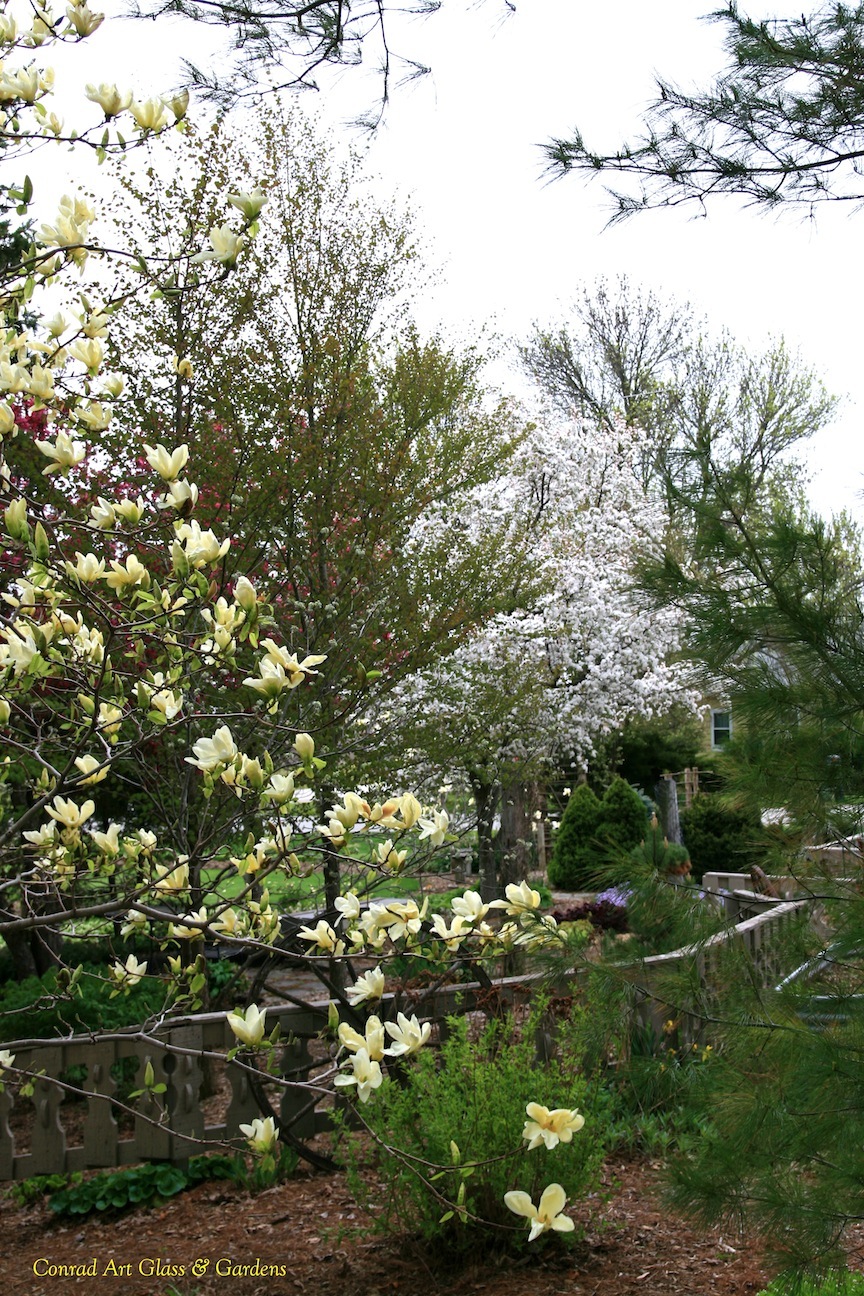 Conrad Art Glass & Gardens: Magnolias