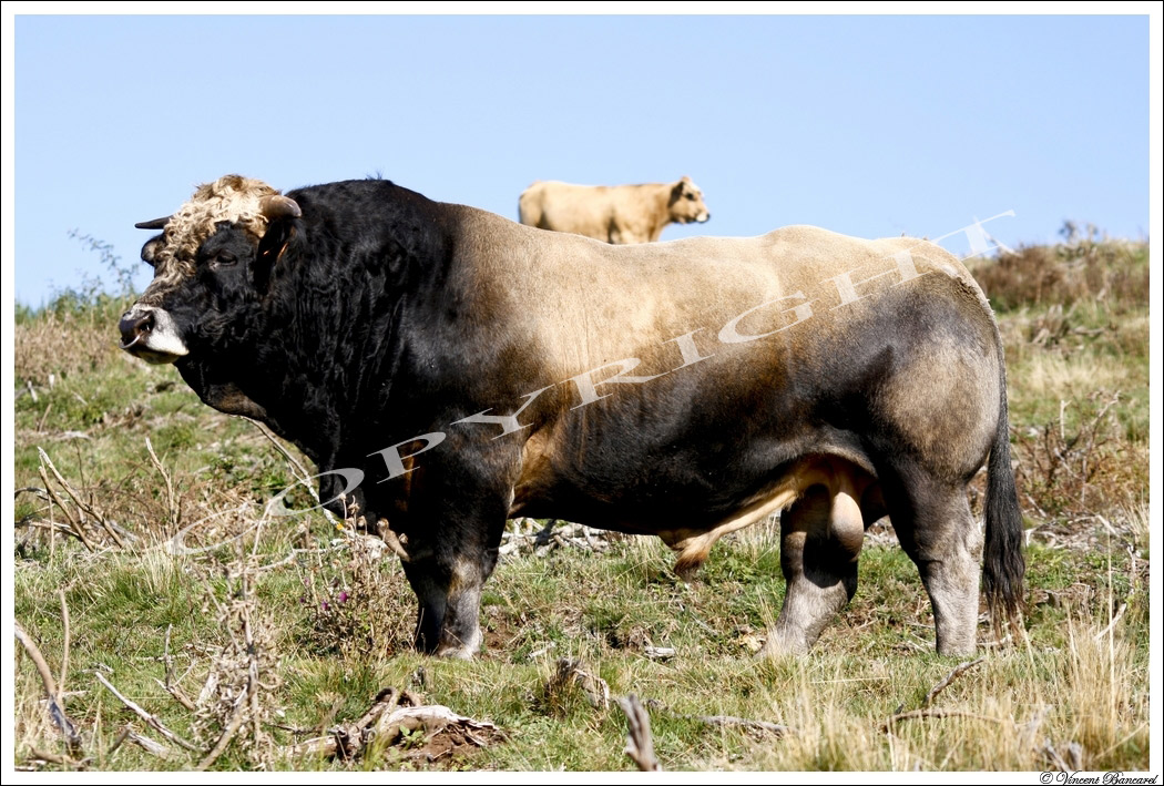 Focus nature: Vaches et taureau d'Aubrac