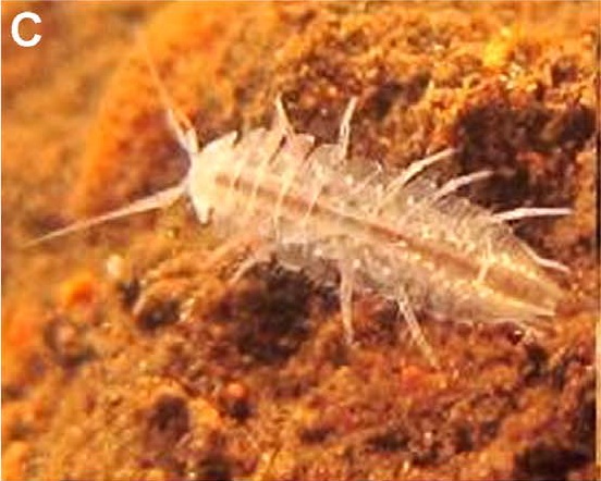 Sciency Thoughts: A new Isopod Crustacean from a limestone cave in Brazil.