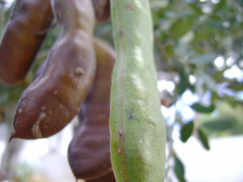 Jucá - Caesalpinia ferrea