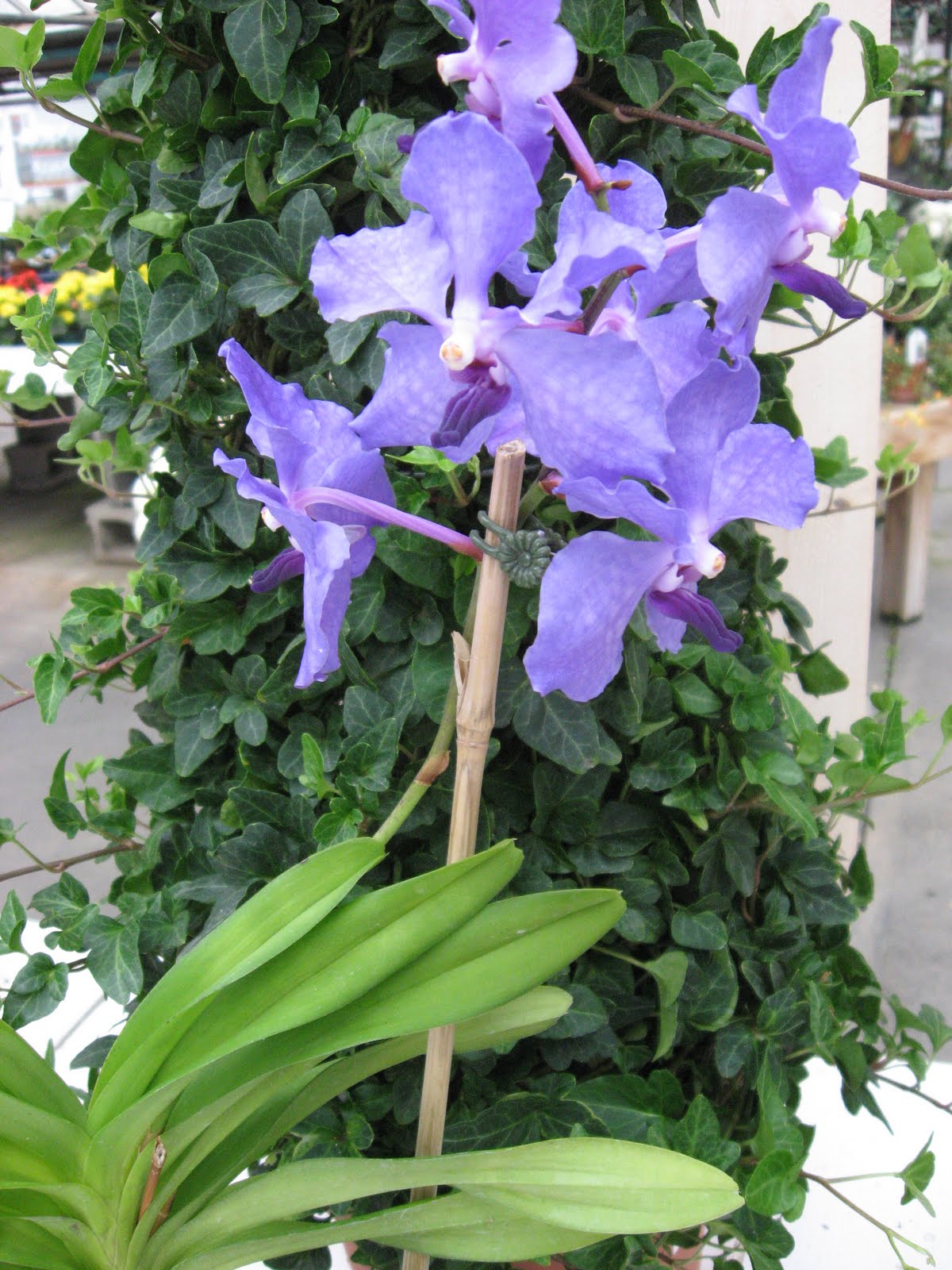 A. J. Rahn Greenhouses: Vanda Orchids