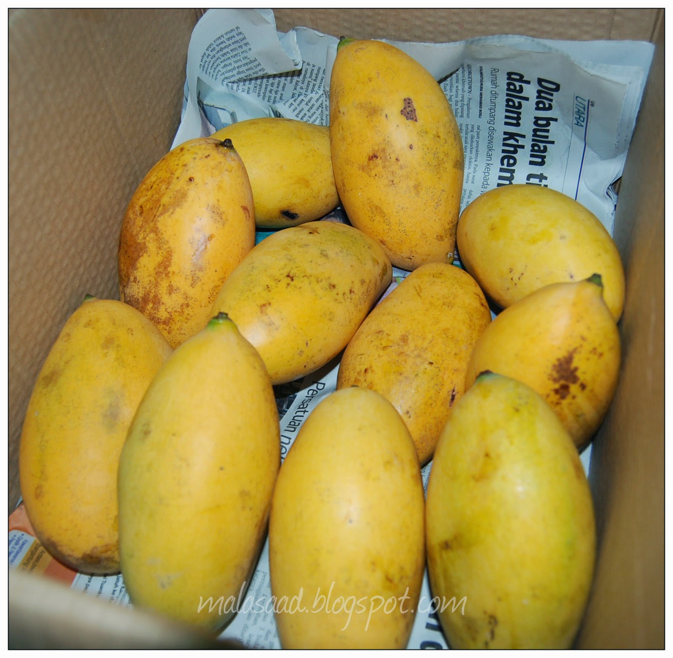 My Green Eye's: My Pelam Sala Berlayar Ke Seberang...