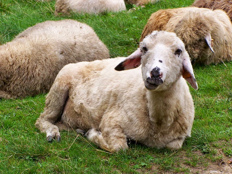 electric child: Book review: Do Androids Dream of Electric Sheep?