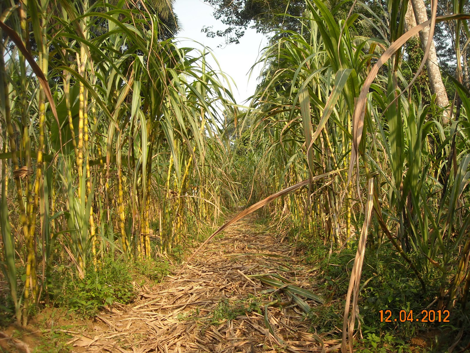 ladang tebu terengganu