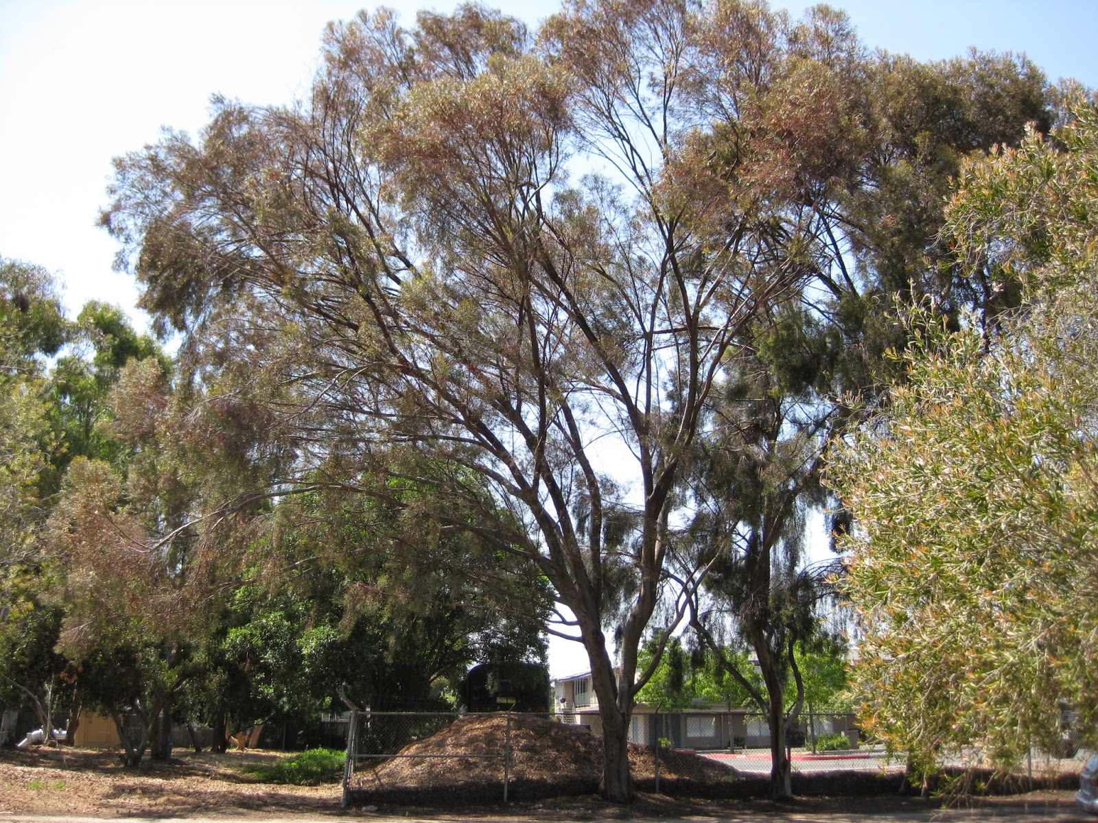 Trees of Santa Cruz County: Eucalyptus spathulata - Swamp Mallee