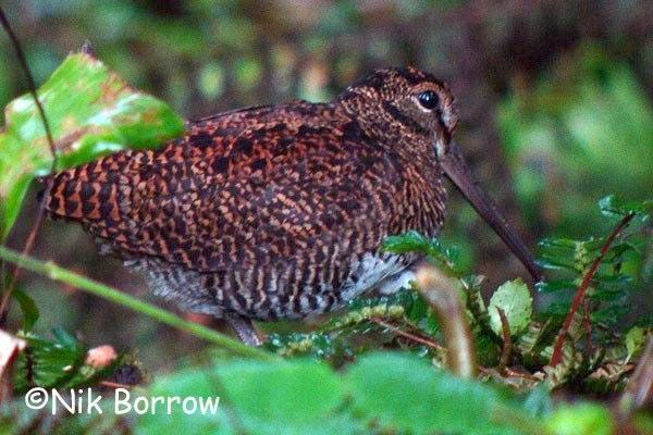 Tierra de gaviotas, chorlitos, gaviotines, frailecillos, alcas: Chocha ...