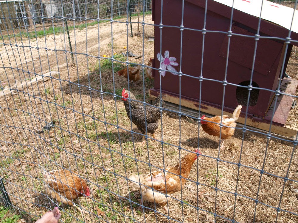 KnitOwl: chickens, eggs, a ravioli rug and archery