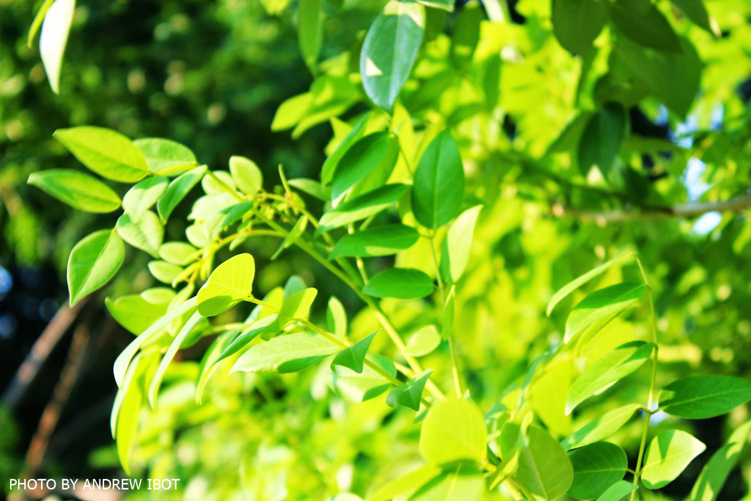 Ako si ANDREW IBOT!: Kakawate (Gliridia sepium (Jacg.) Steud)