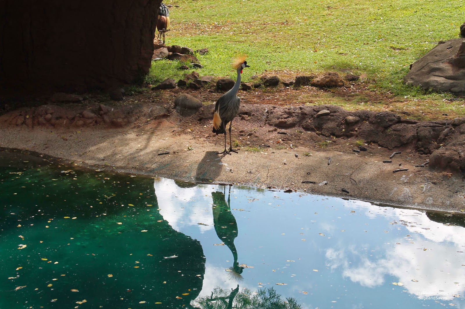 Hawaii Mom Blog: Visit Oahu: Honolulu Zoo