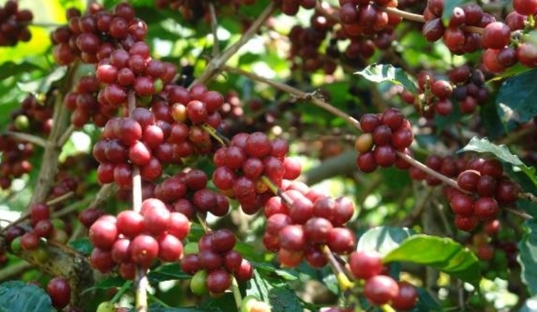 - TIMOR AGORA: Governu Ladistribui Kafe Oan Ba Agrikultor Ermera