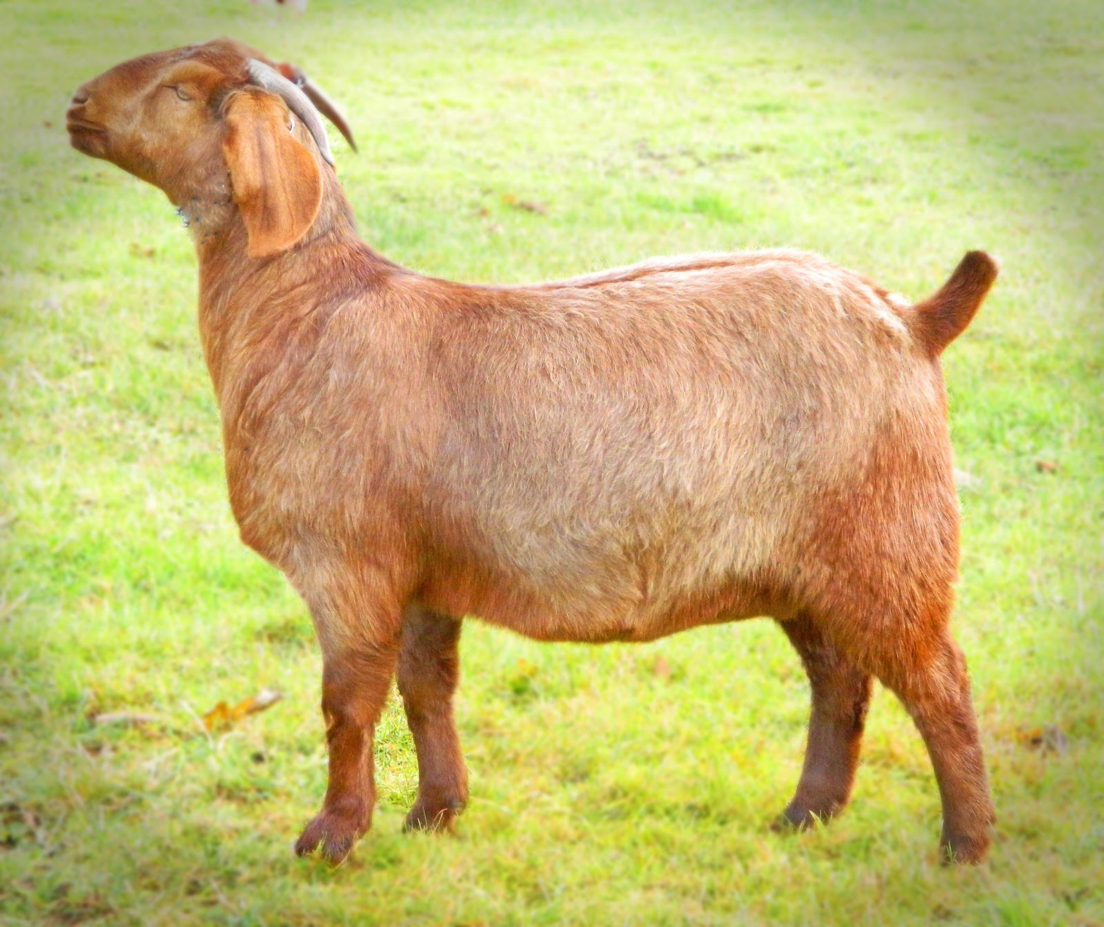 All 4 The Glory of God: Meet The Goats!! ~By Victoria