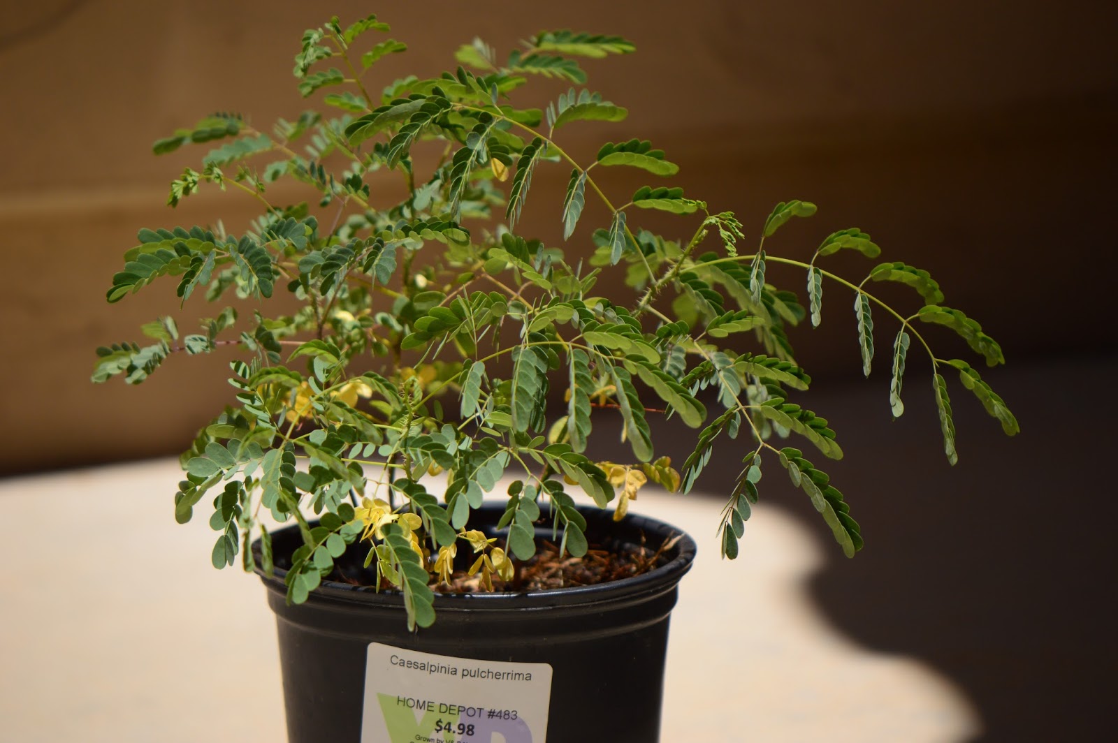 A Small, Sunny Garden: Planting the Exotic: Caesalpinia pulcherrima