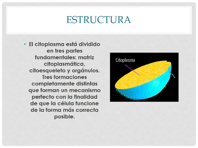 BIOLOGIA CONTEMPORANEA 2019: MATRIZ CITOPLASMÁTICA Y CLOROPLASTOS