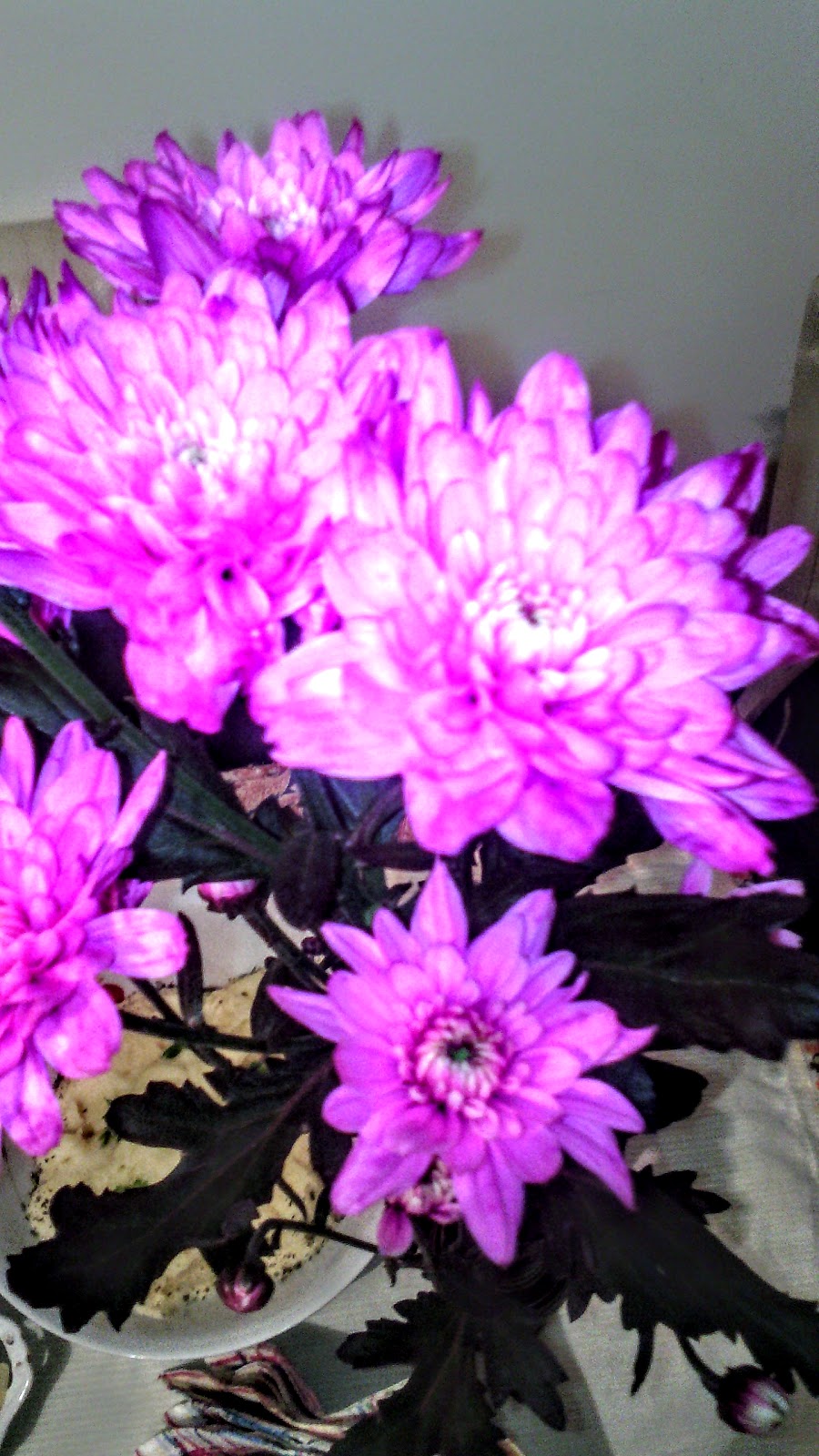 U kuvanju masta pravi svasta: JAGODE U PROLECE 2016.g.