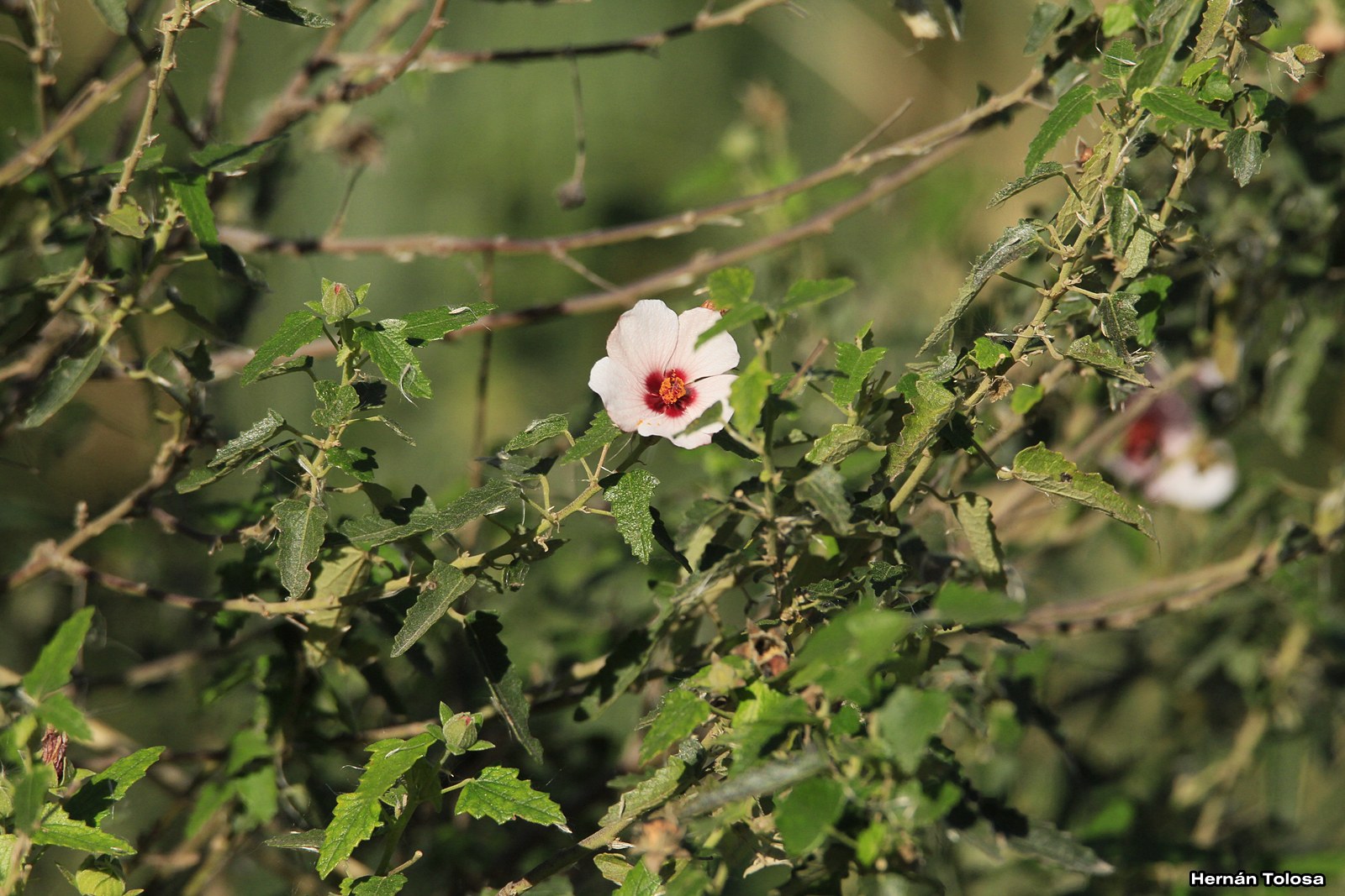 Flora Bonaerense: Pavonia rosada (Pavonia hastata)