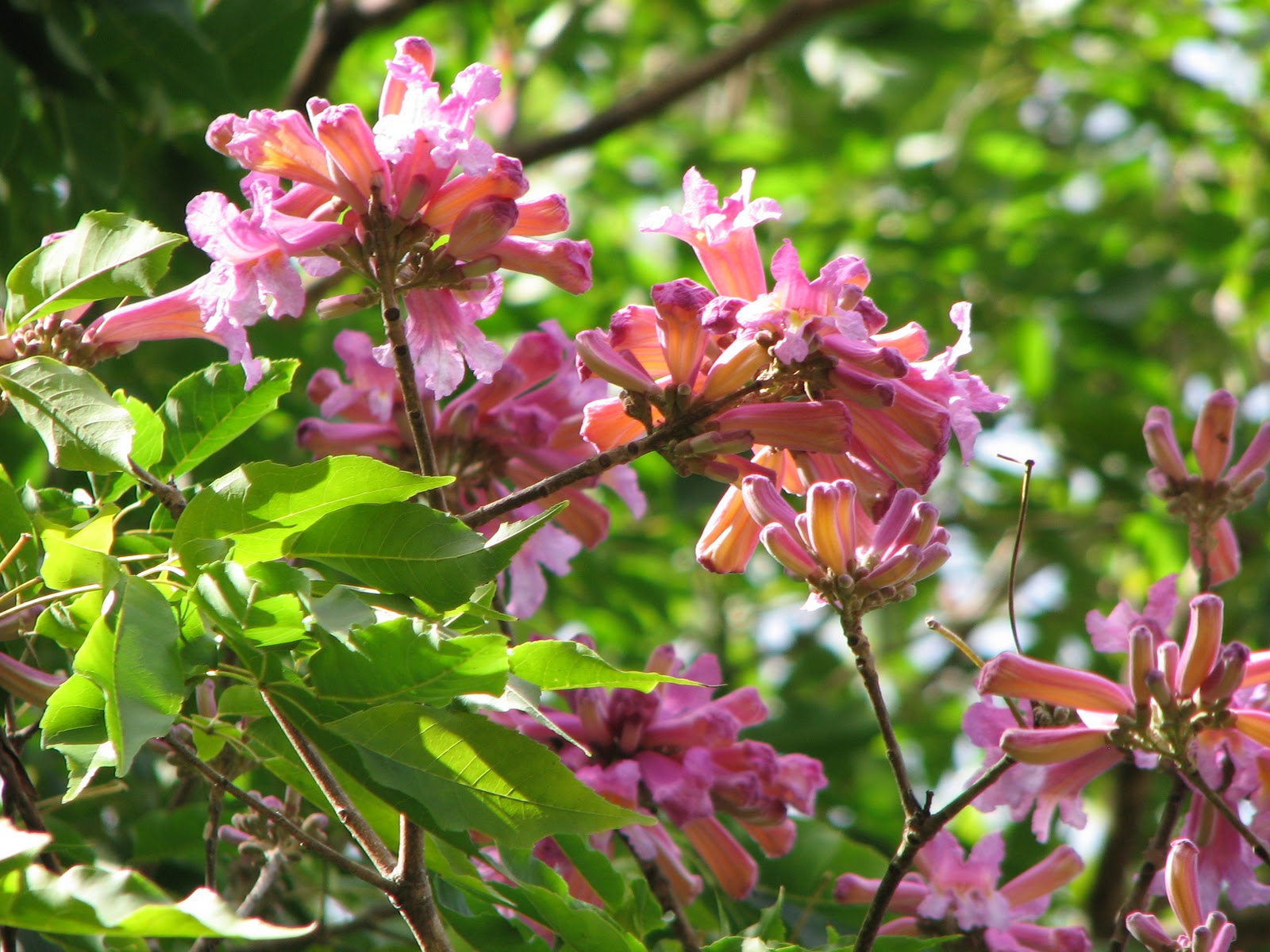 Argentina nativa: Lapacho rosado (Handroanthus impetiginosus)*