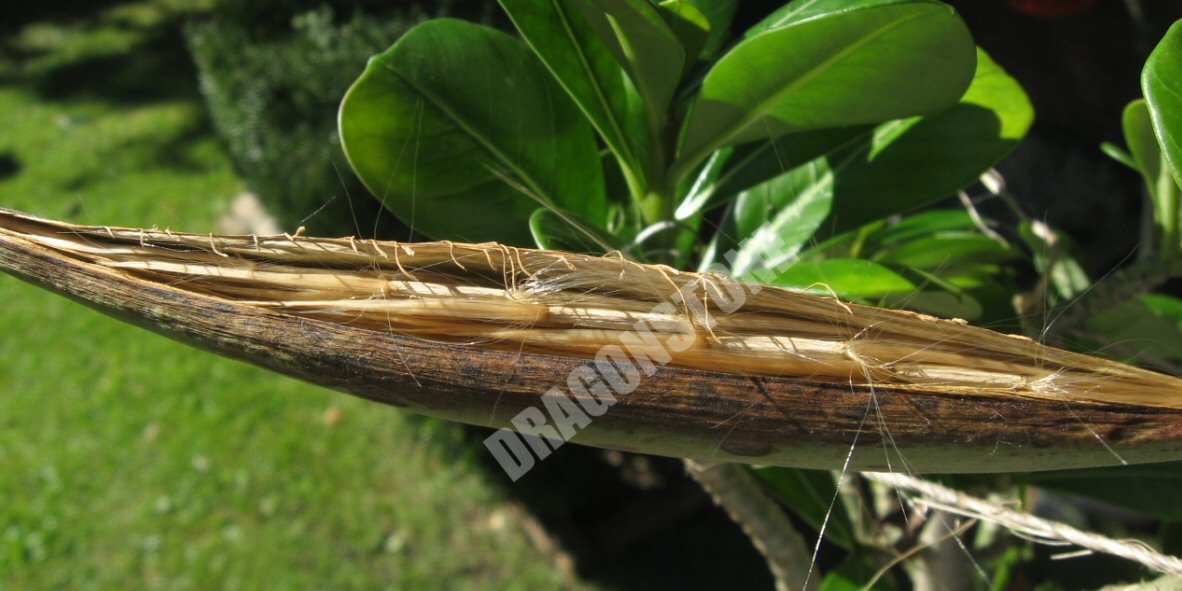 Plants & Such: Desert Rose (Adenium Obesum) Seed Pods and Seeds
